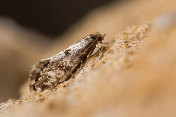 Pantry Moths: how to get rid of these pests with 5 simple methods